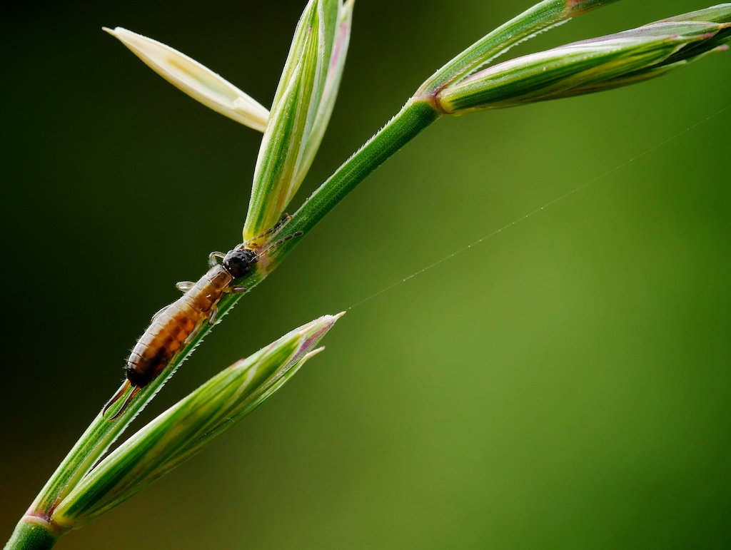 Knuts tips om makrofotografering: Saksedyr