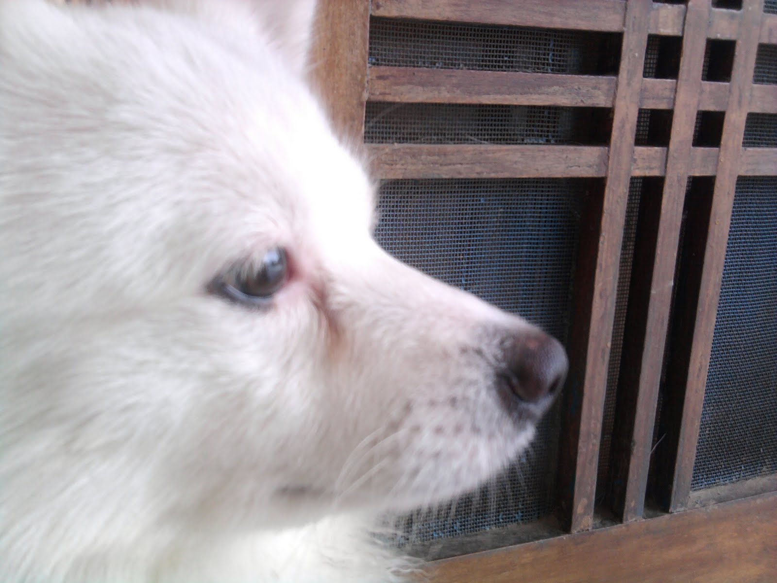 Happy Doggie !! | GingerSnaps