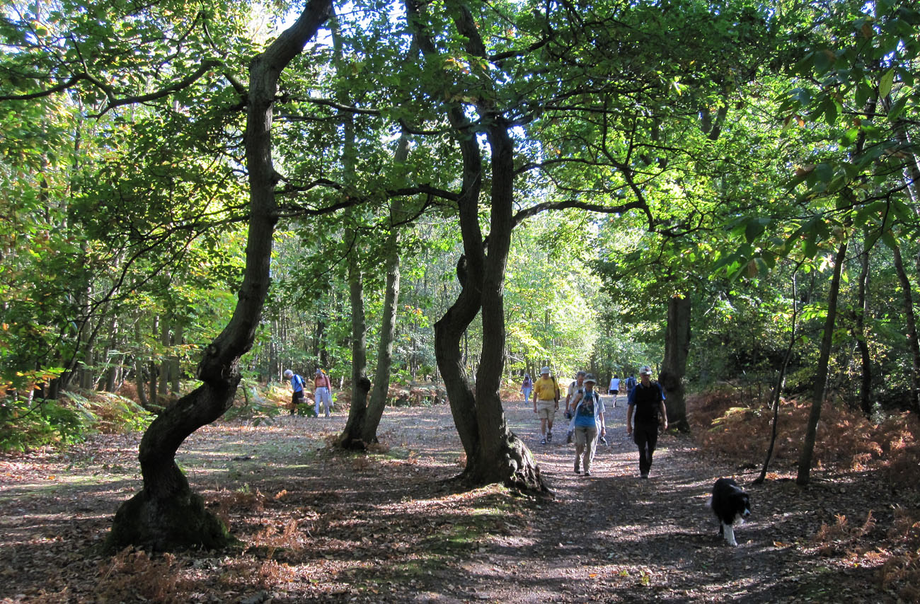 Fungi in Farningham Wood | Naturally