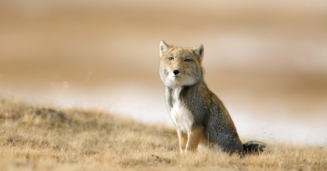 White Wolf : Strange-Looking Animals You Had No Idea Existed