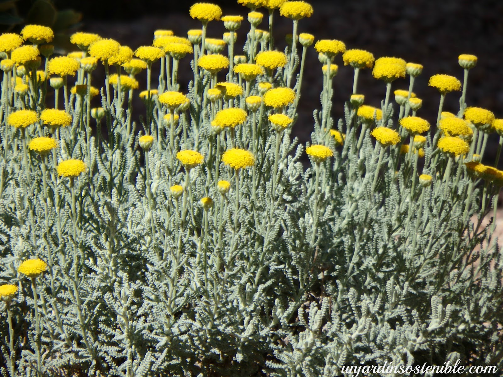 Santolina Chamaecyparissus (Santolina, Abrótano hembra, Lino santo ...
