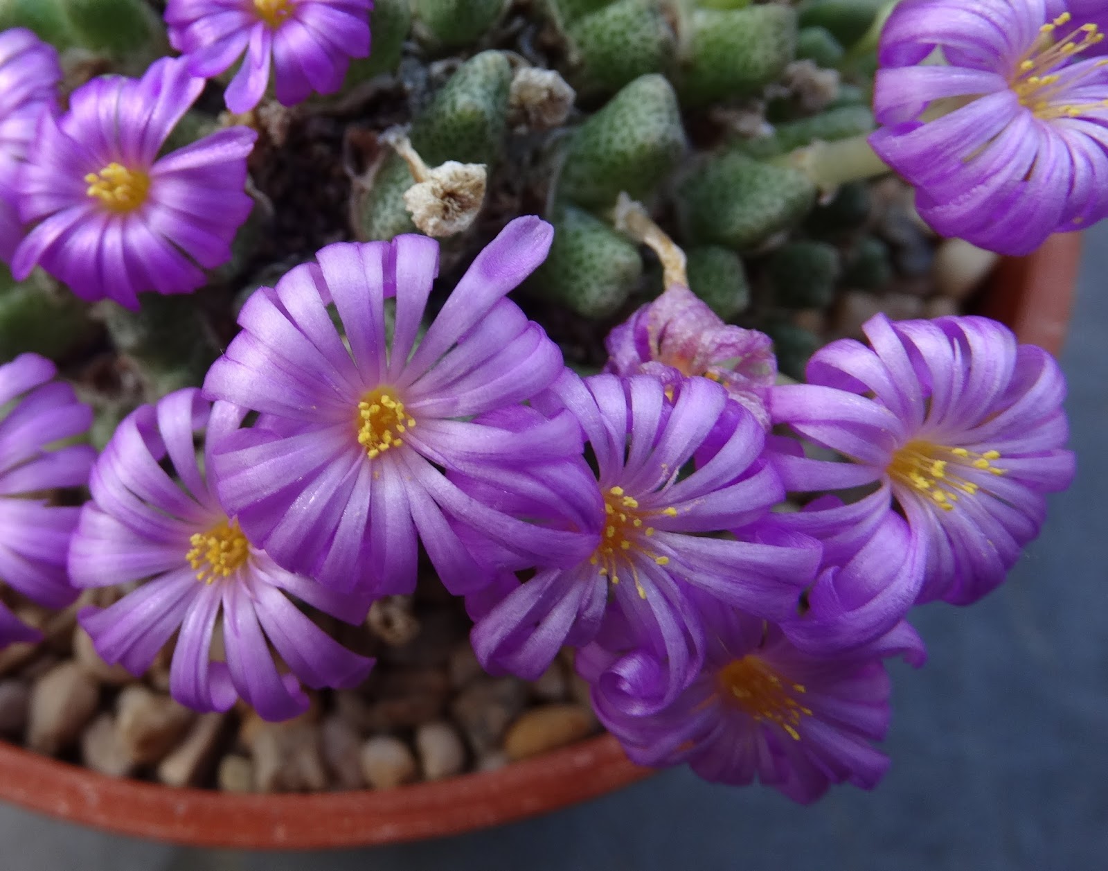 Succulent Sundae: CONOPHYTUM MARGINATUM LITTLEWOODII