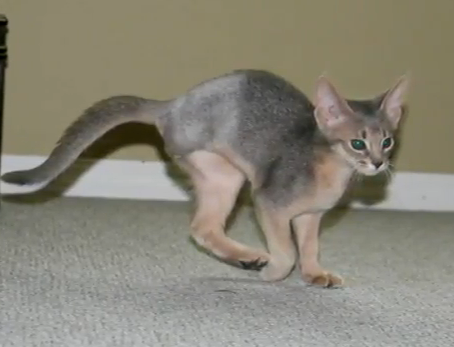 Inspiring True Story of the Three Legged Cat | Super Meow Meow