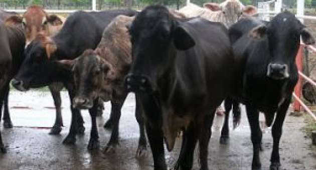 APURE TIERRA LLANERA: MI TIERRA HERMOSA