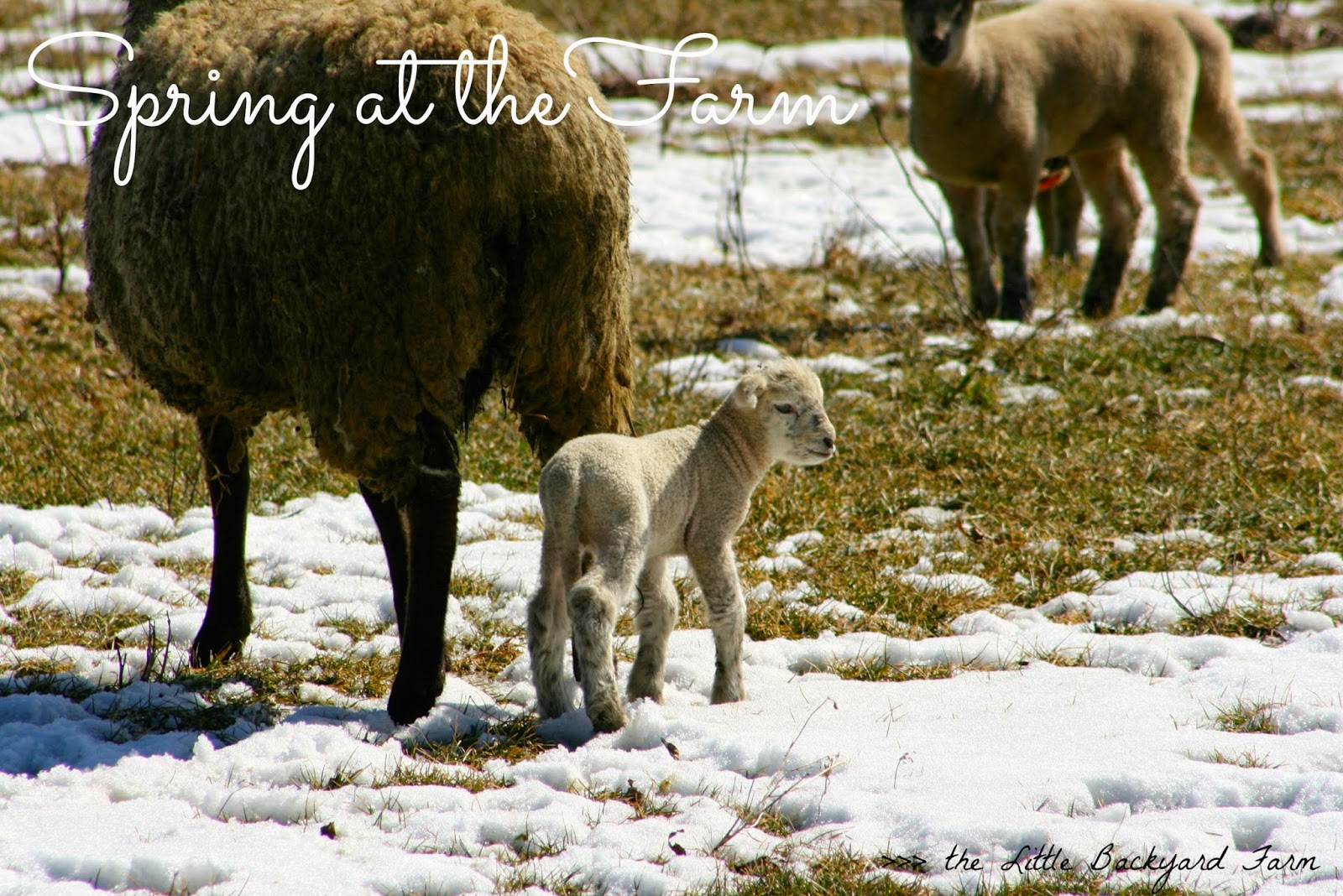 The Little Backyard Farm: Spring at the Farm