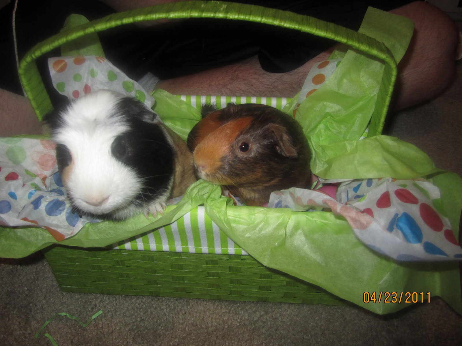 Cole in the Land of Corn and Beyond: Easter Pigs!!