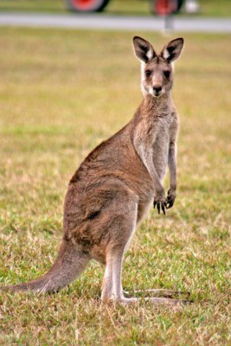 Animals In Danger Of Extinction