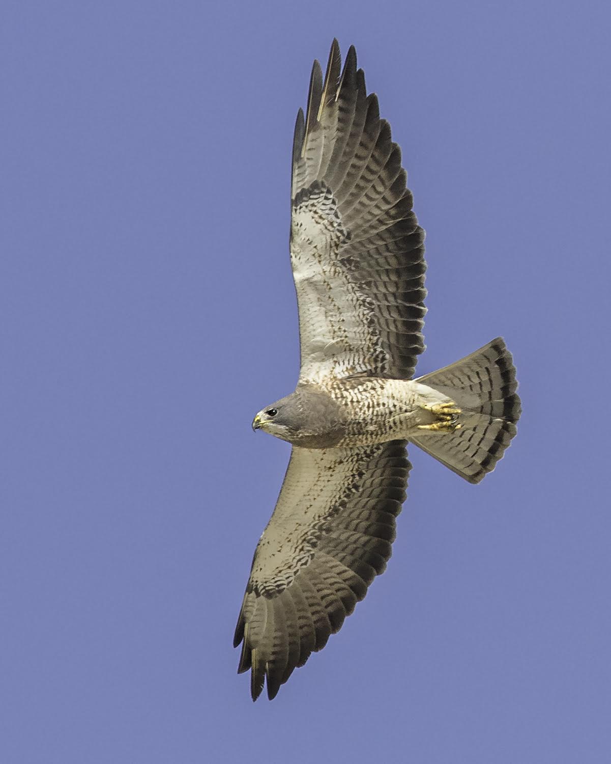 Borrego Valley Hawkwatch: April 6-Nice Looks at Migrating Swainson's ...