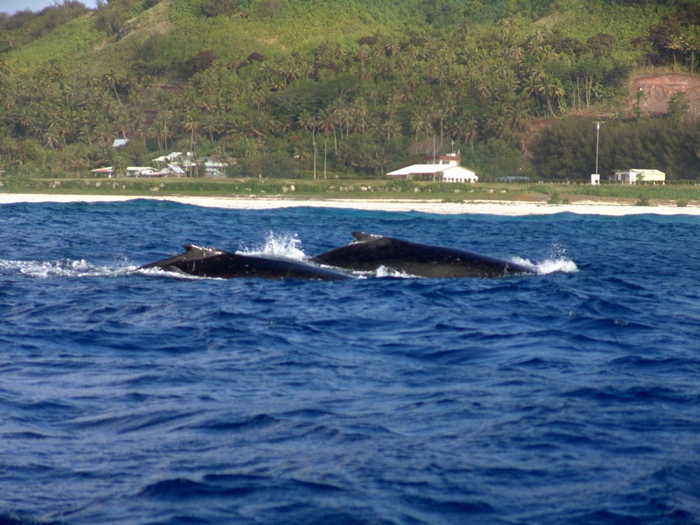 Islands of Oceania: Rurutu