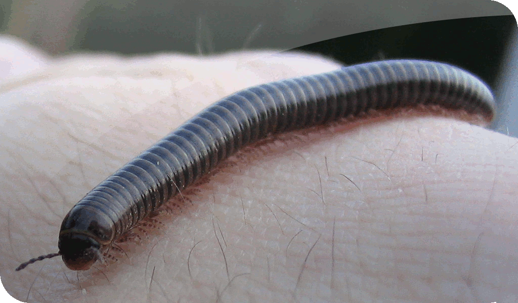 O Bloggus: Lendas e mitos sobre o Embuá (ou Ambuá)