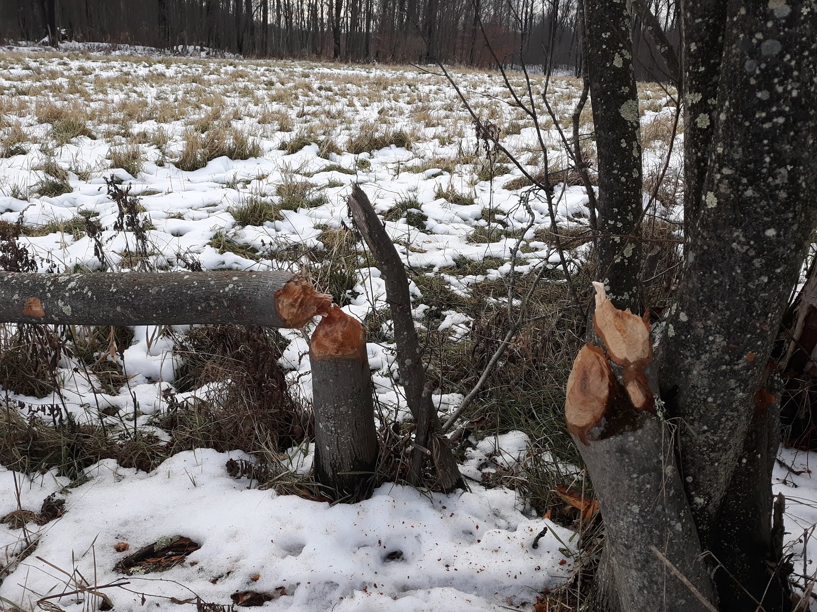 The "Getting Out There' Blog: Buzzard Swamp, Allegheny National Forest ...
