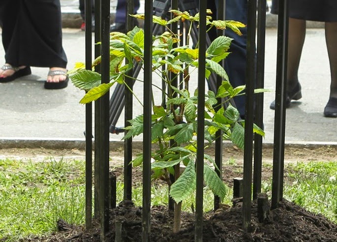 HOW TO GROW A CONKER TREE FROM A CONKER |The Garden of Eaden