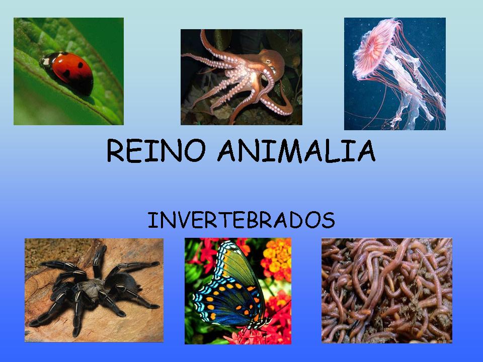 Reino Animalia