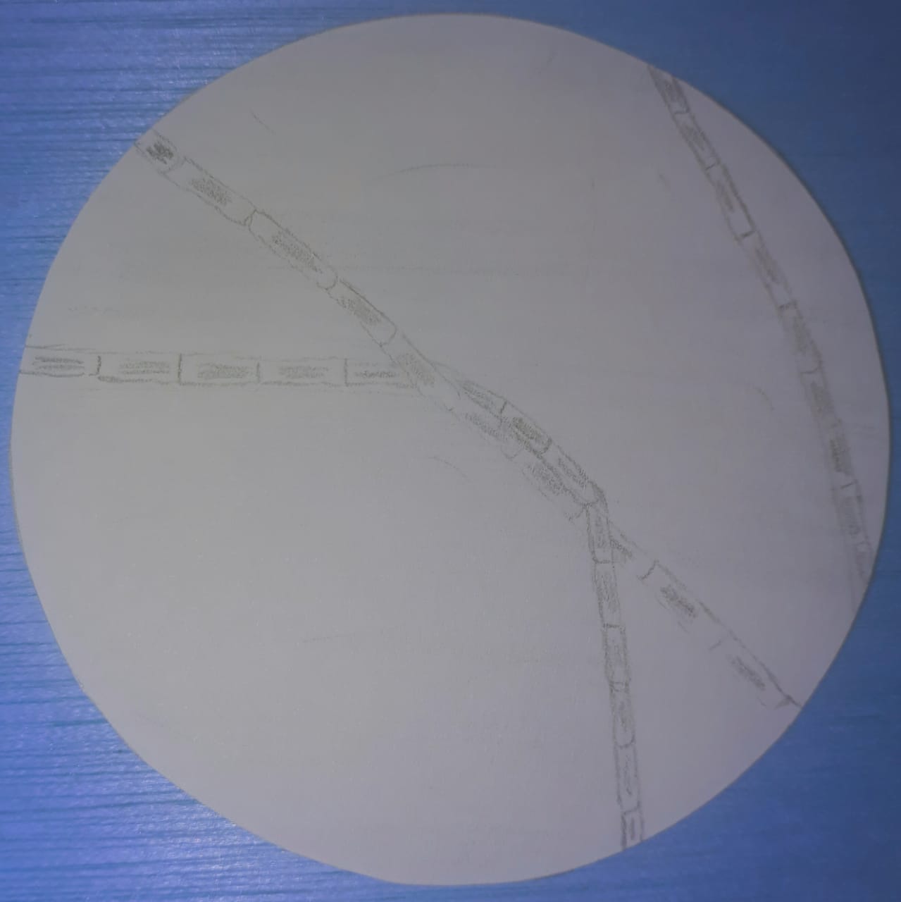 Informe Biología Vegetal I: 2018