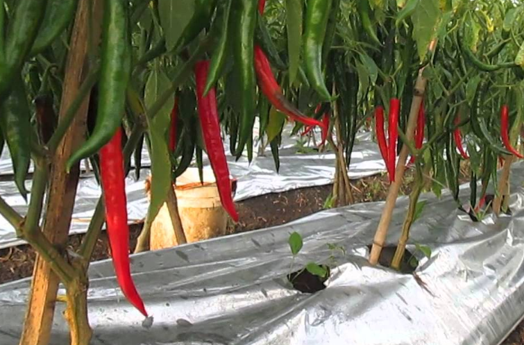 Cara Melakukan Budidaya Cabe Merah Terbaru | Artis Bonsai