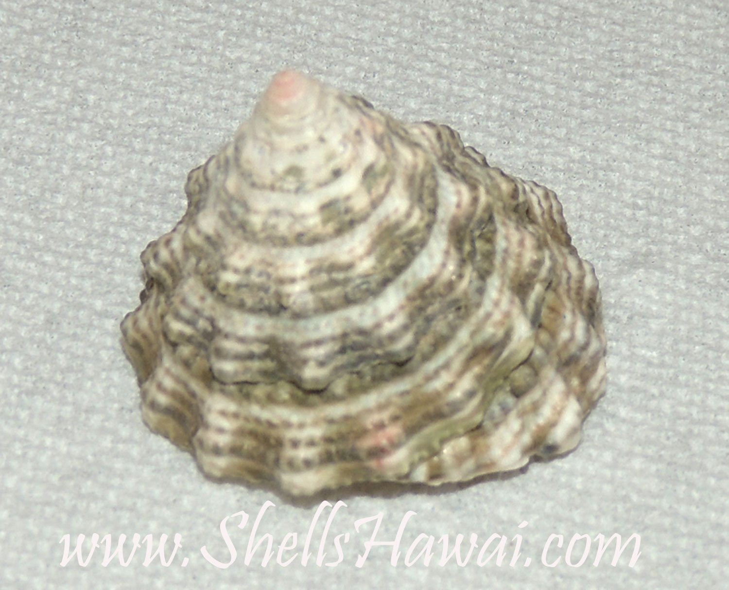 ShellsHawaii ...by Janjira: Hawaiian Sea shells