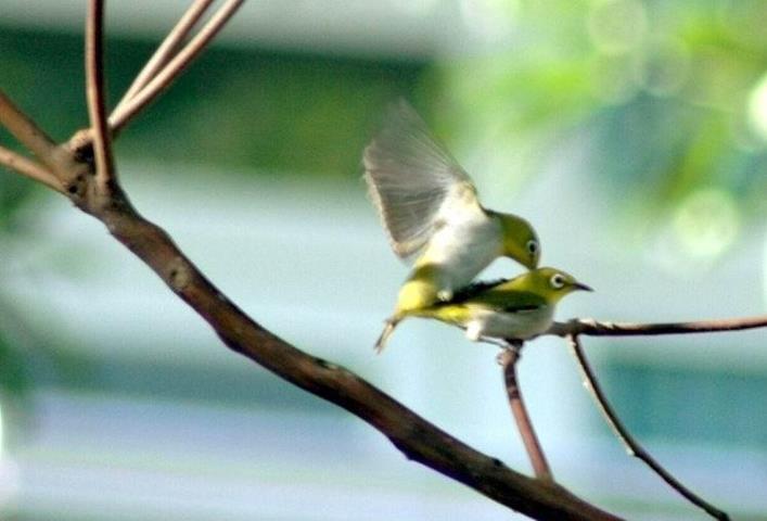 Mata Puteh : Puteh Care