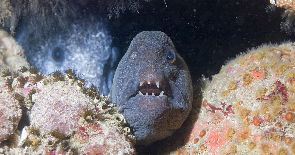 Real Monstrosities: Wolffish and Wolf Eel