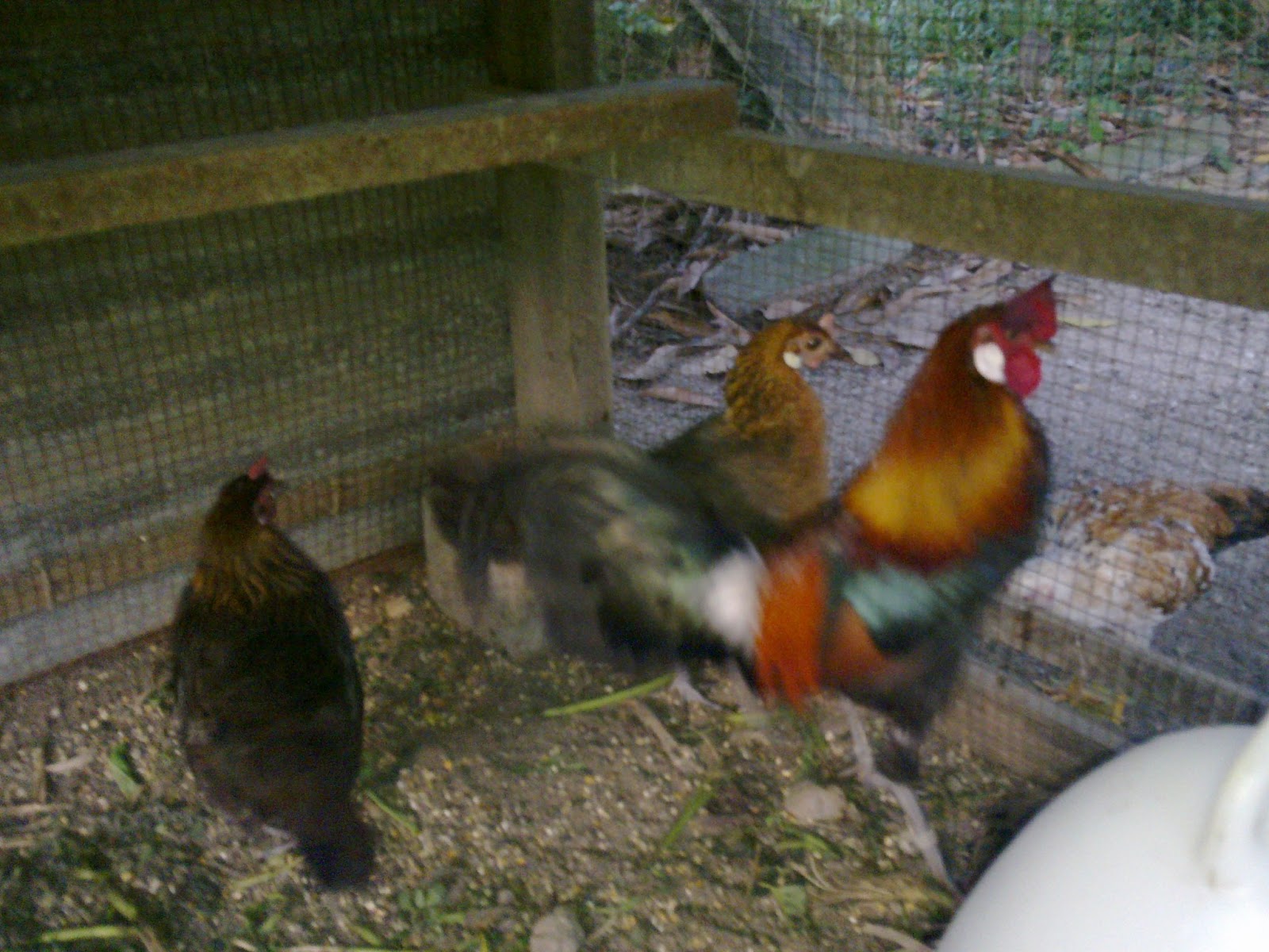 PEDAS AGRO FARM: Induk Baru Ayam Hutan