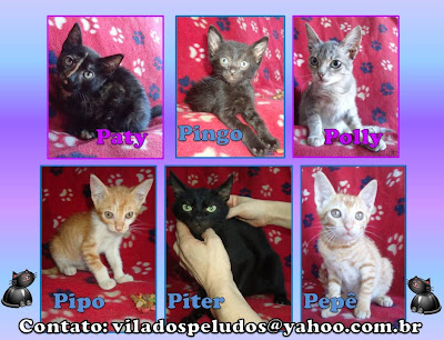 Vila dos Peludos: Ajuda para 17 gatos e 3 cães