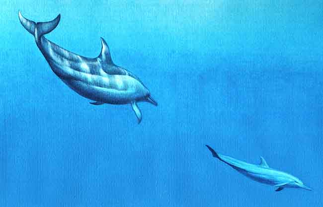 Los delfines