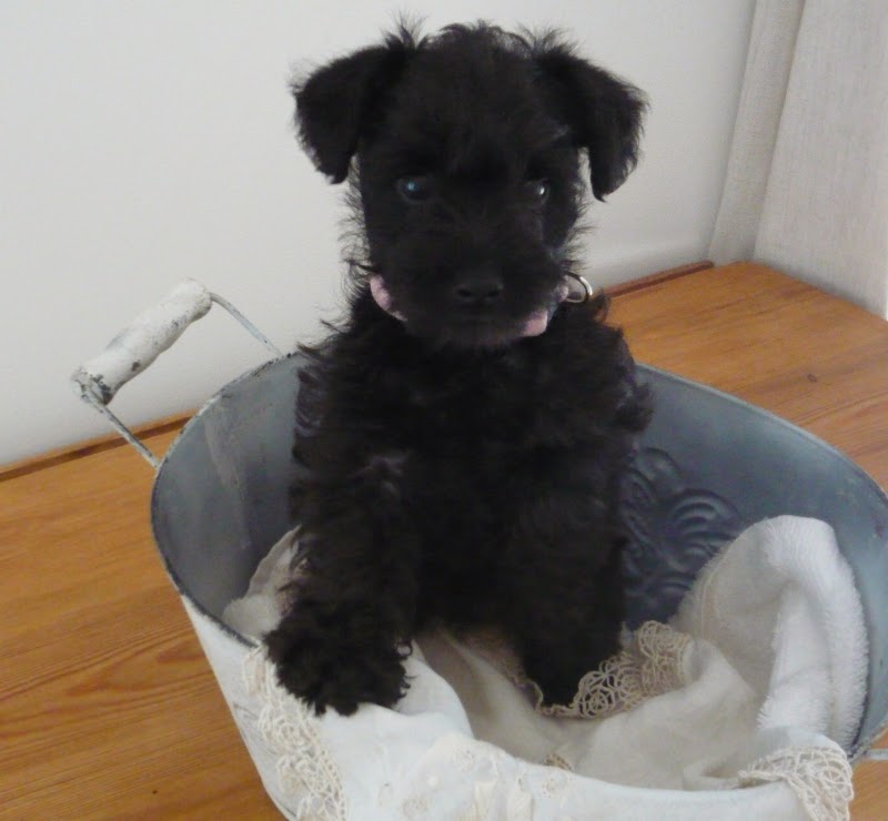 Lee Caroline - A World of Inspiration: Poppy my little Schnoodle Puppy