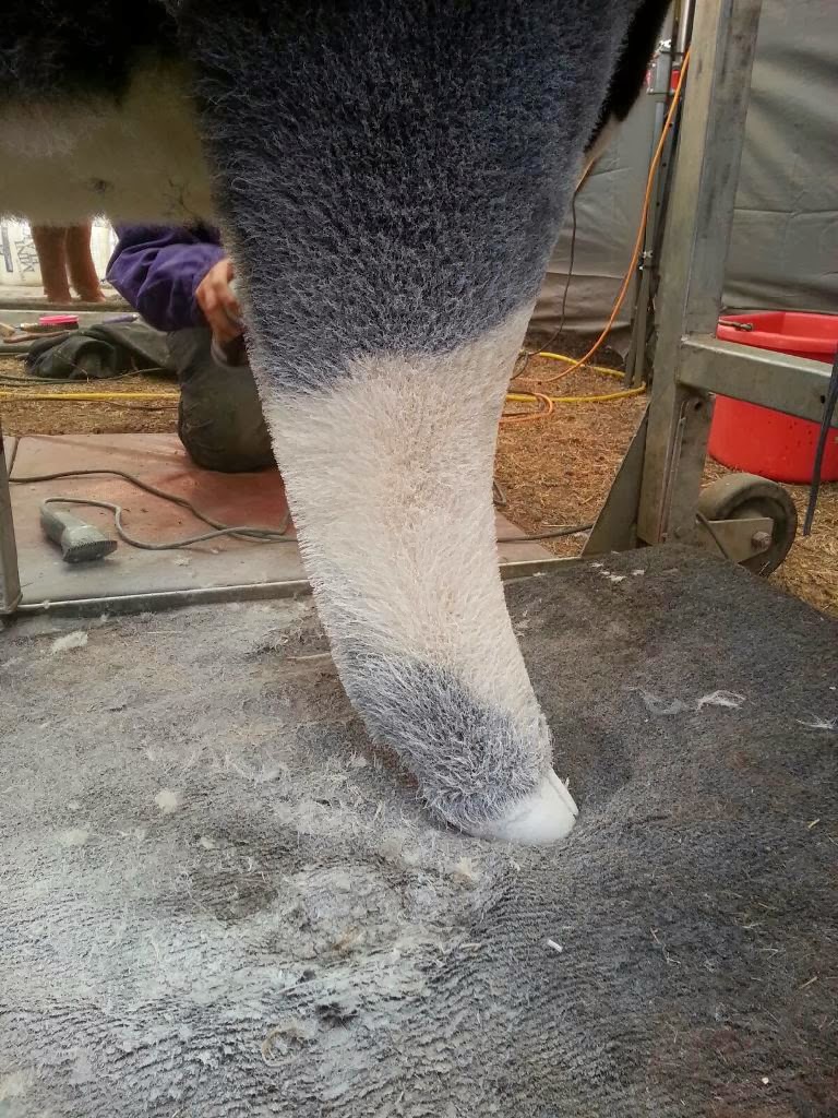 MITTAG Blog: TOP 6 FRONT LEGS