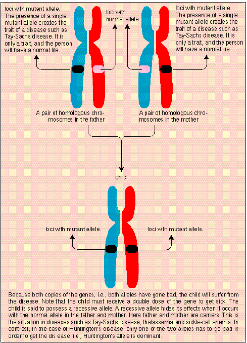The Biology Universe: Vocabulary of Concepts of Ch.11 Patterns of ...