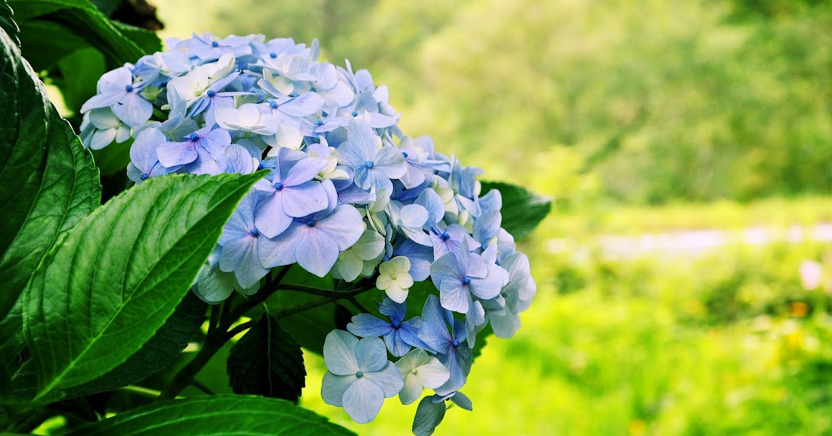 Imagenes De Flores Exoticas De Mexico