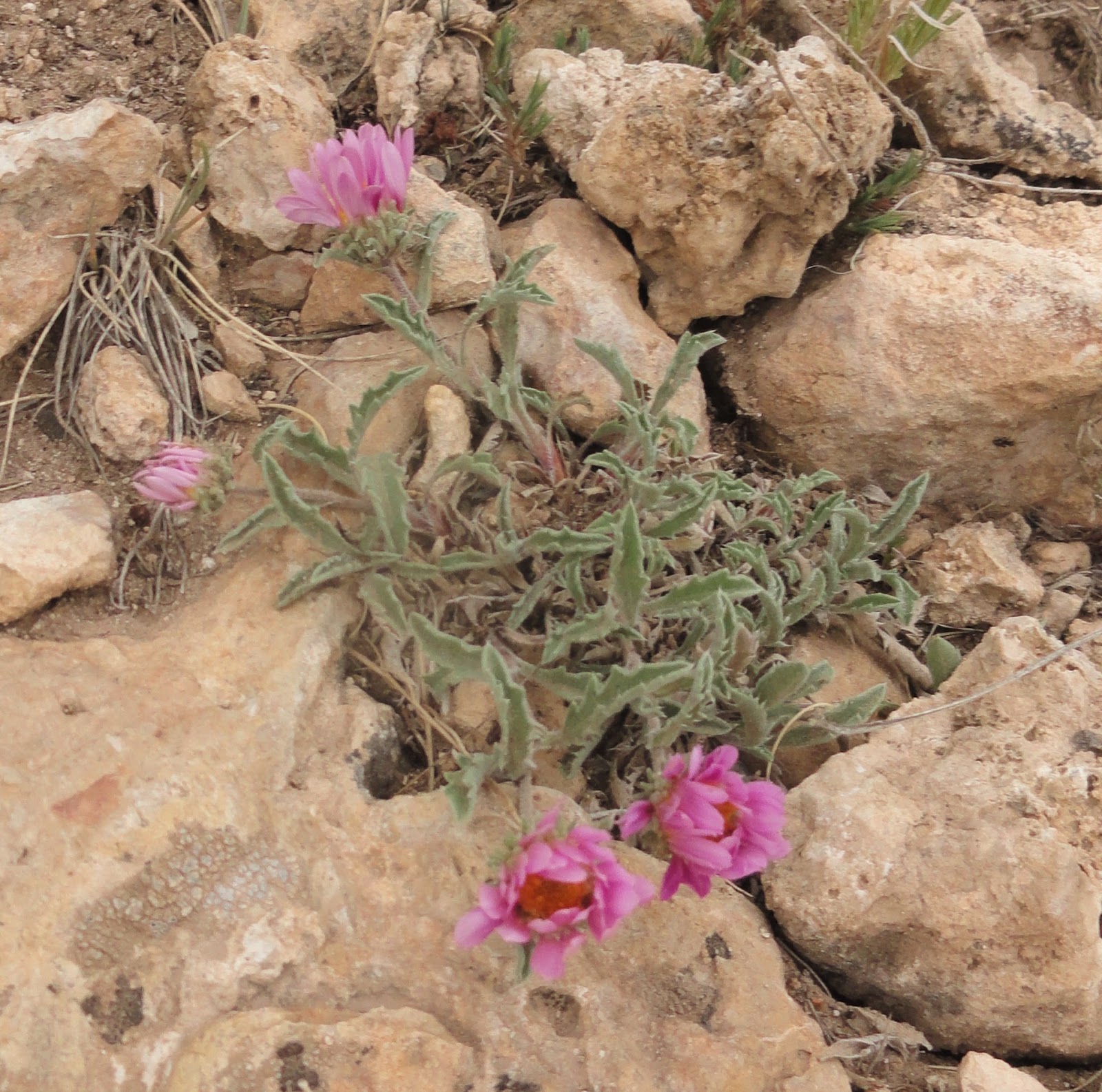 Prairiebreak: Colorado! or bust (Mementos from EXACTLY five and a half ...