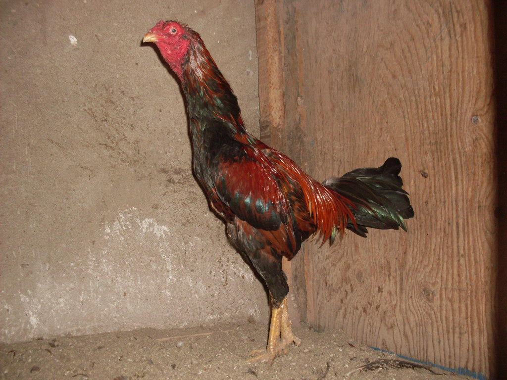 KING GHAZI: Indian Asil