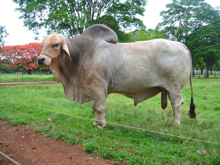 EL-HAYAT FARM: BRAHMAN BULLS