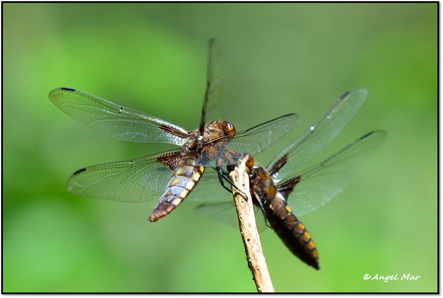 Butterflies and Dragonflies: Libélulas (Paseo por la Sierra Oeste de ...