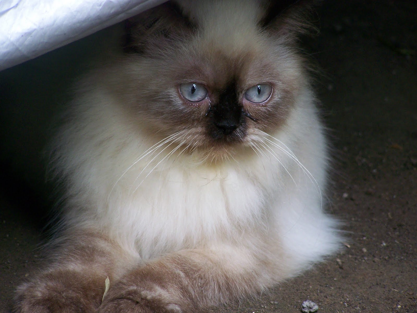 KUCING PERSIA: jual kucing himalaya