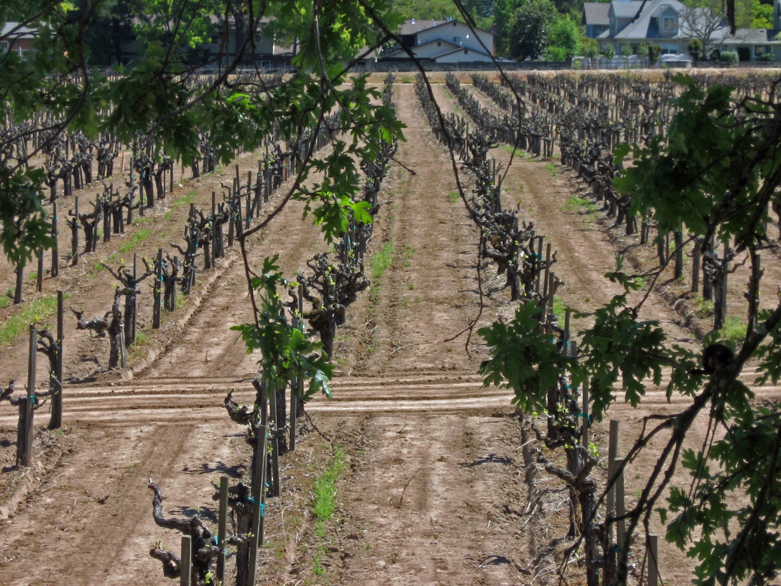 Bach to Bacchus: David Fulton Winery