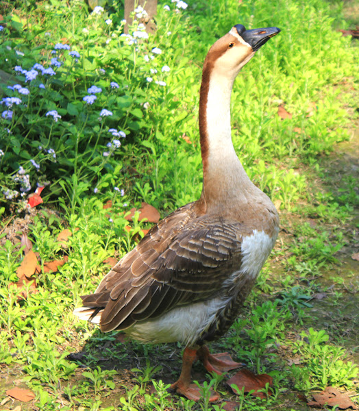 Chinese Goose: Characteristics, Origin, Uses & Full Breed Information