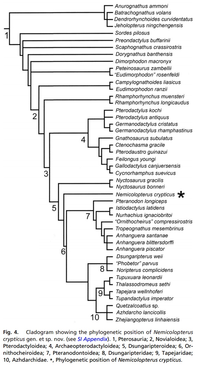Species New to Science: [Paleontology • 2008] Nemicolopterus crypticus ...