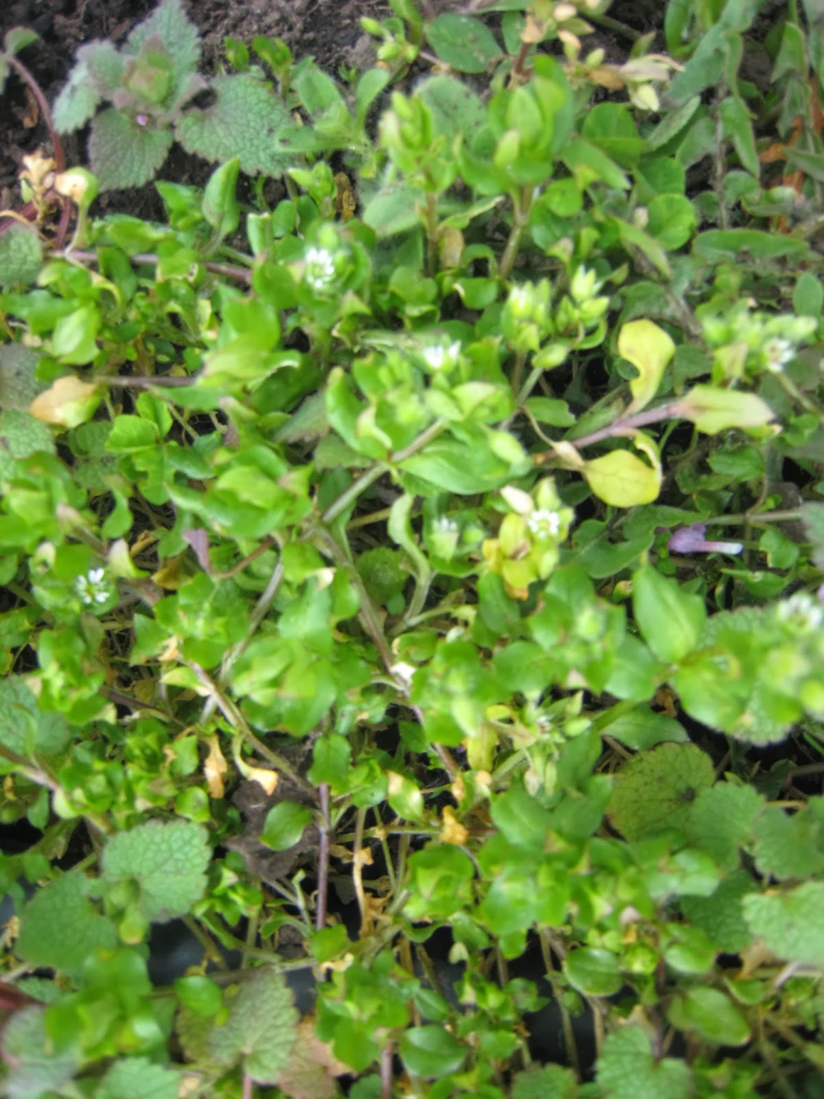 Dreaming A Beautiful World: Chickweed is Everywhere