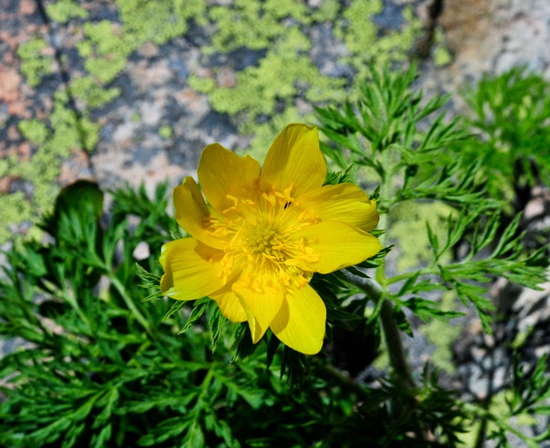 Paseos por la naturaleza: Adonis pyrenaica. Adonis de los Pirineos.