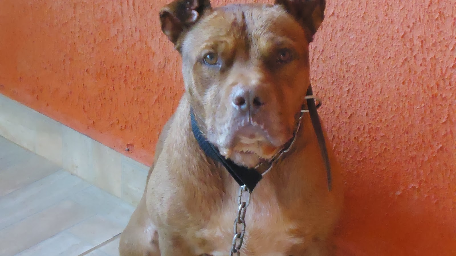 Brazil Pit Bull