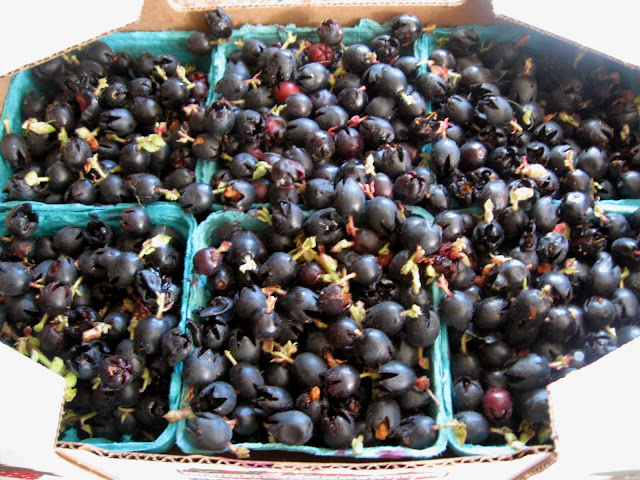 UrbanTerra: The Salal Harvest and What to do With It
