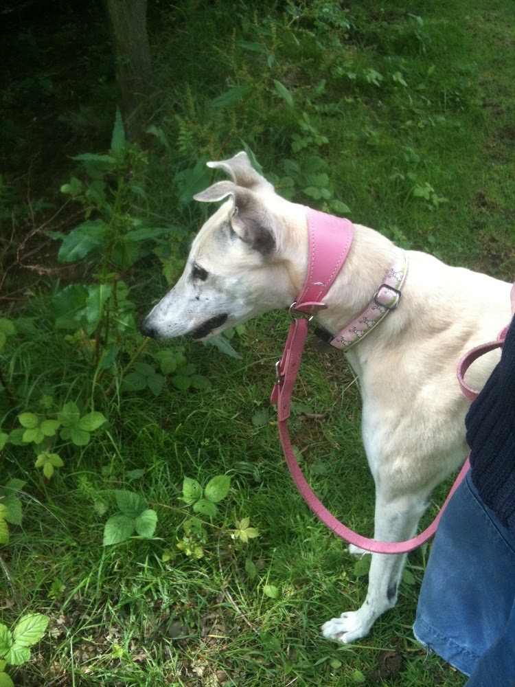 Oh, Corbin: Blogville Olympics: Walkin' About the Neighborhood!