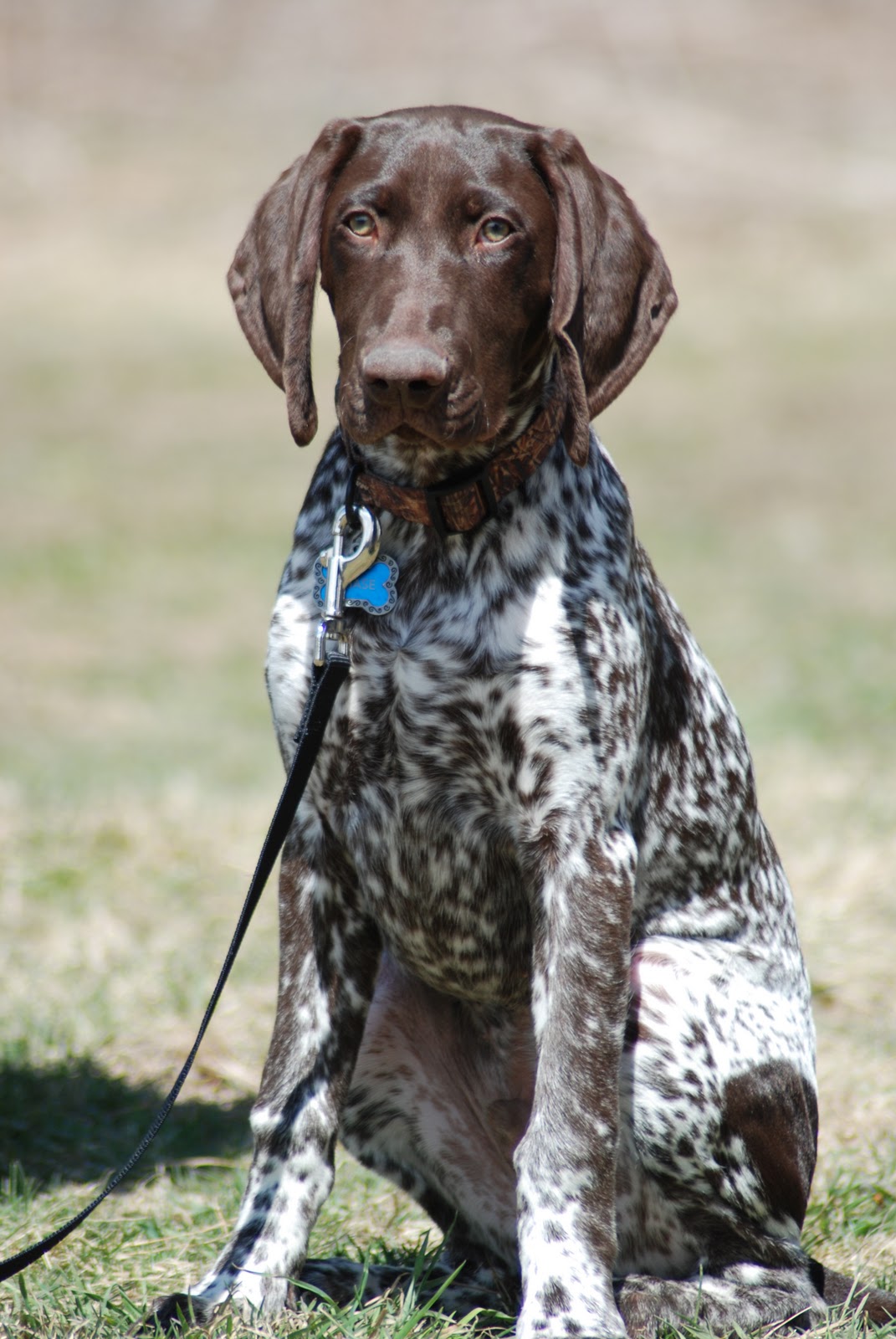 Adventures of a GSP Hunting Dog: Retrieving....