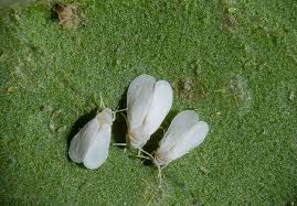 INSECTOS DE P.R. In Memoriam Dr Luis F Martorell y Dr Alain Liogier ,DR ...