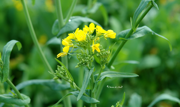 A horta de Artes: GRELOS en flor