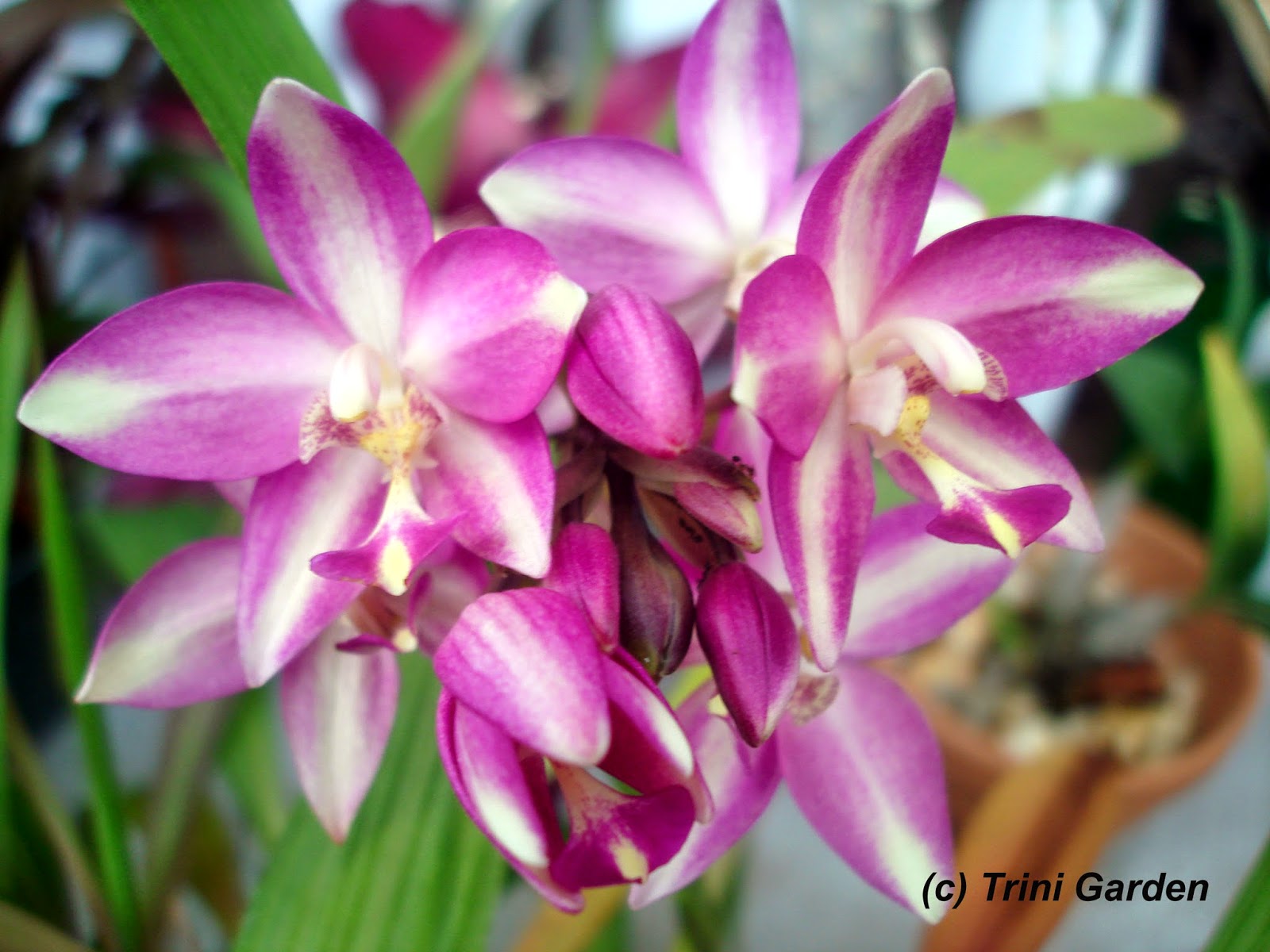 Trini Garden: Garden Bloggers' Bloom Day - May 2014