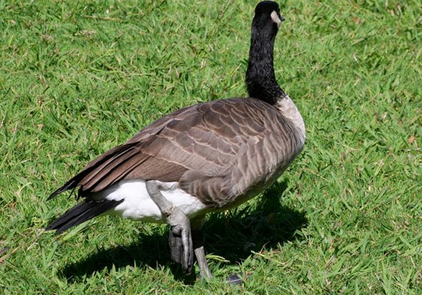 Wildlife Emergency Services blog: Injured goose at Hellyer Park