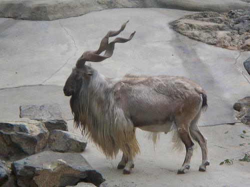 Species Spotlight: Endangered Species: The Markhor
