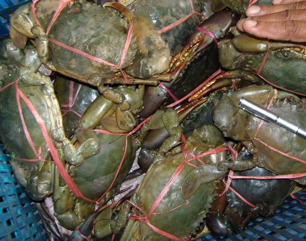 Is it Possible to Do Mud Crab Farming in Freshwater? - Live Fresh Mud ...