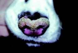 Colorado Great Pyrenees Rescue Community: What Is Distemper?